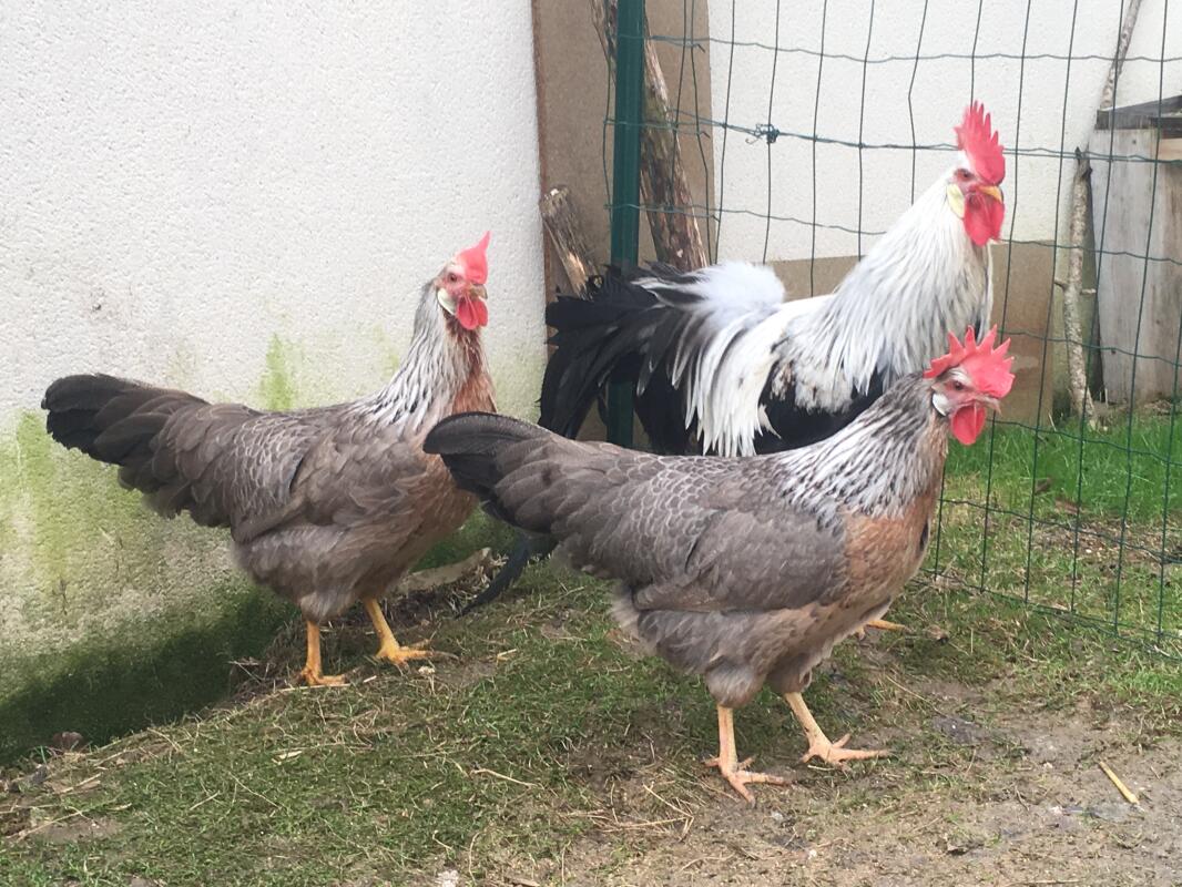 Leghorn For Sale | Chickens | Breed Information | Omlet