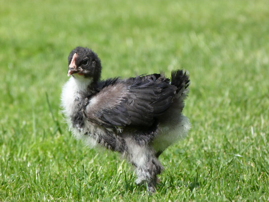 Marans For Sale | Chickens | Breed Information | Omlet