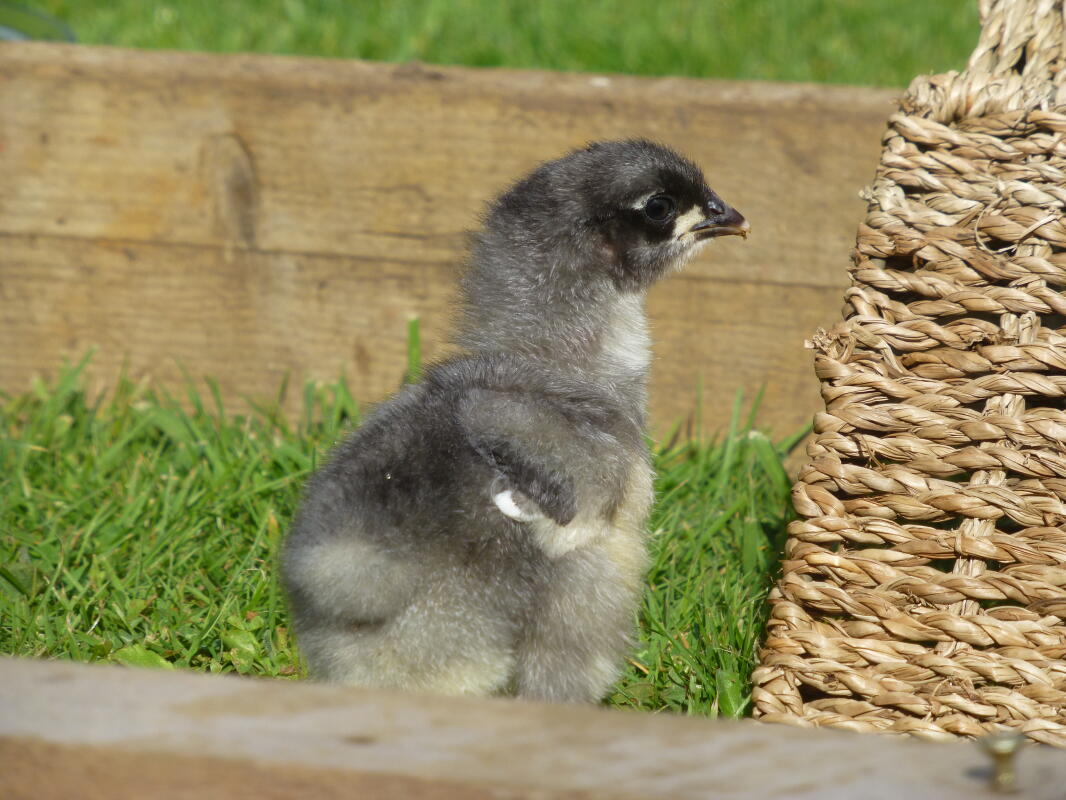 Marans For Sale | Chickens | Breed Information | Omlet