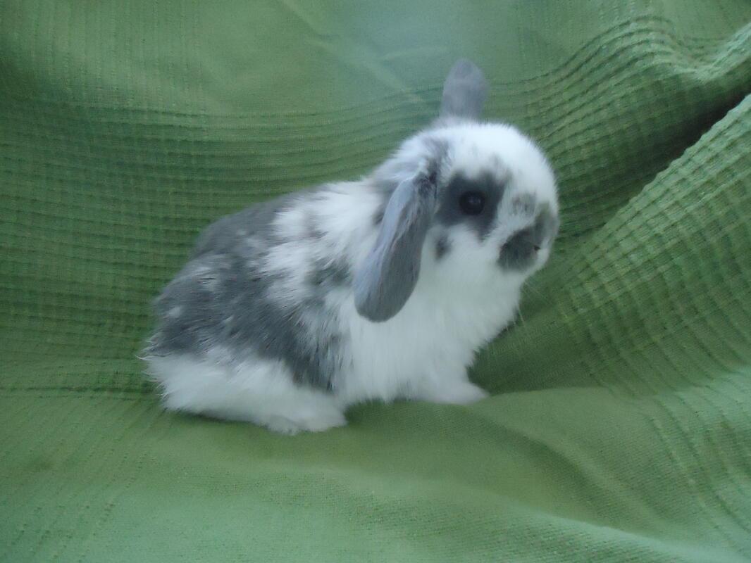Mini Lop For Sale | Rabbits | Breed Information | Omlet