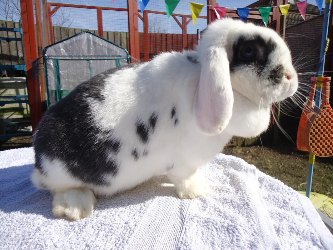 Mini Lop For Sale | Rabbits | Breed Information | Omlet