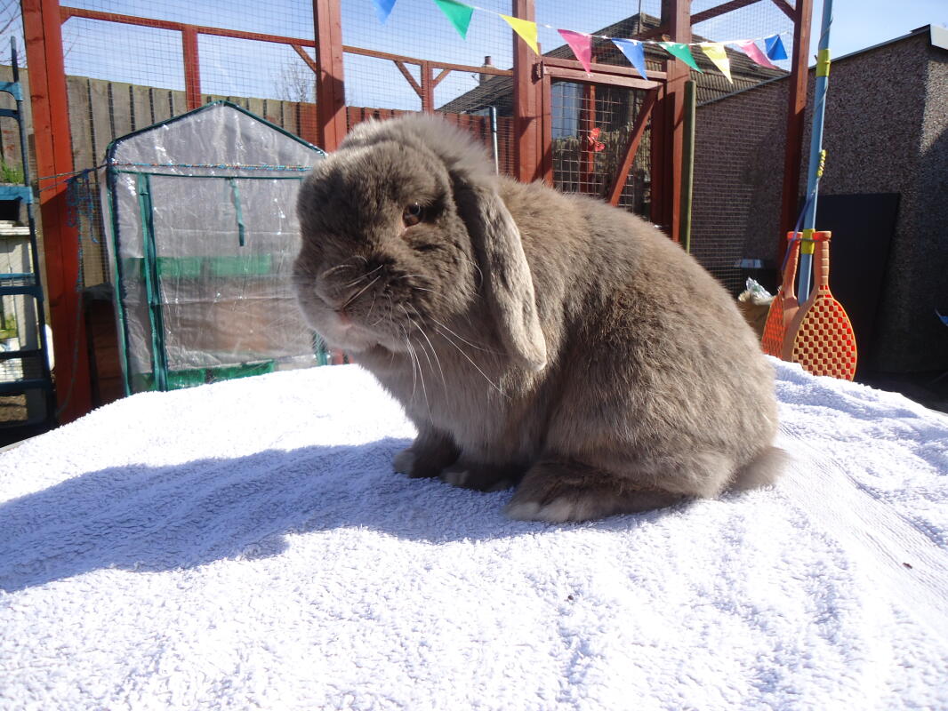 Mini Lop For Sale | Rabbits | Breed Information | Omlet