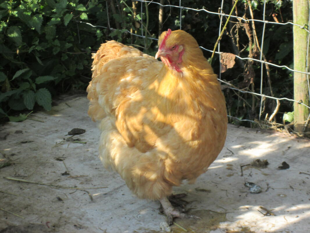 Orpington For Sale | Chickens | Breed Information | Omlet