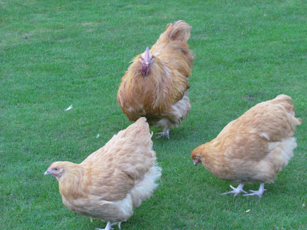 Orpington For Sale | Chickens | Breed Information | Omlet