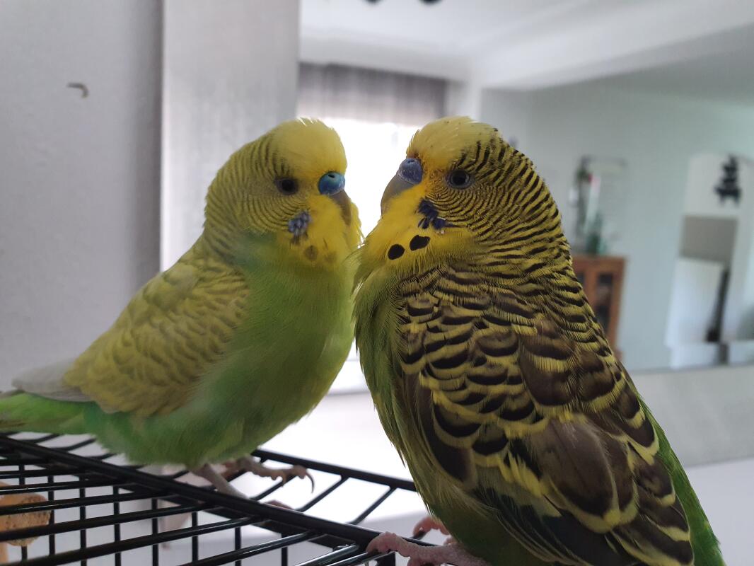 Budgie Talking Training | Teaching Budgies to Talk | Budgies | Guide