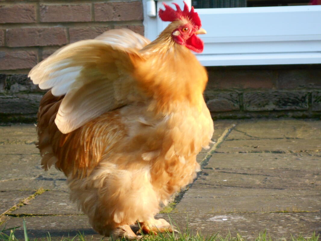 Pekin Bantam For Sale | Chickens | Breed Information | Omlet