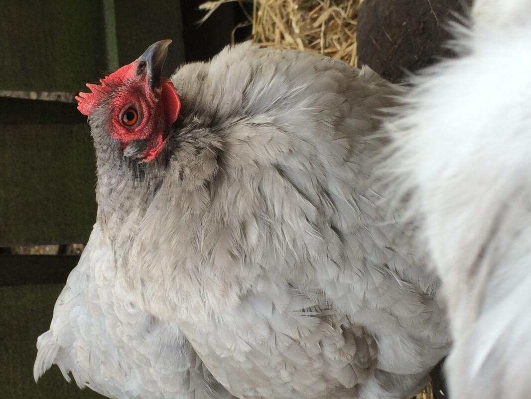 Pekin Bantam For Sale | Chickens | Breed Information | Omlet