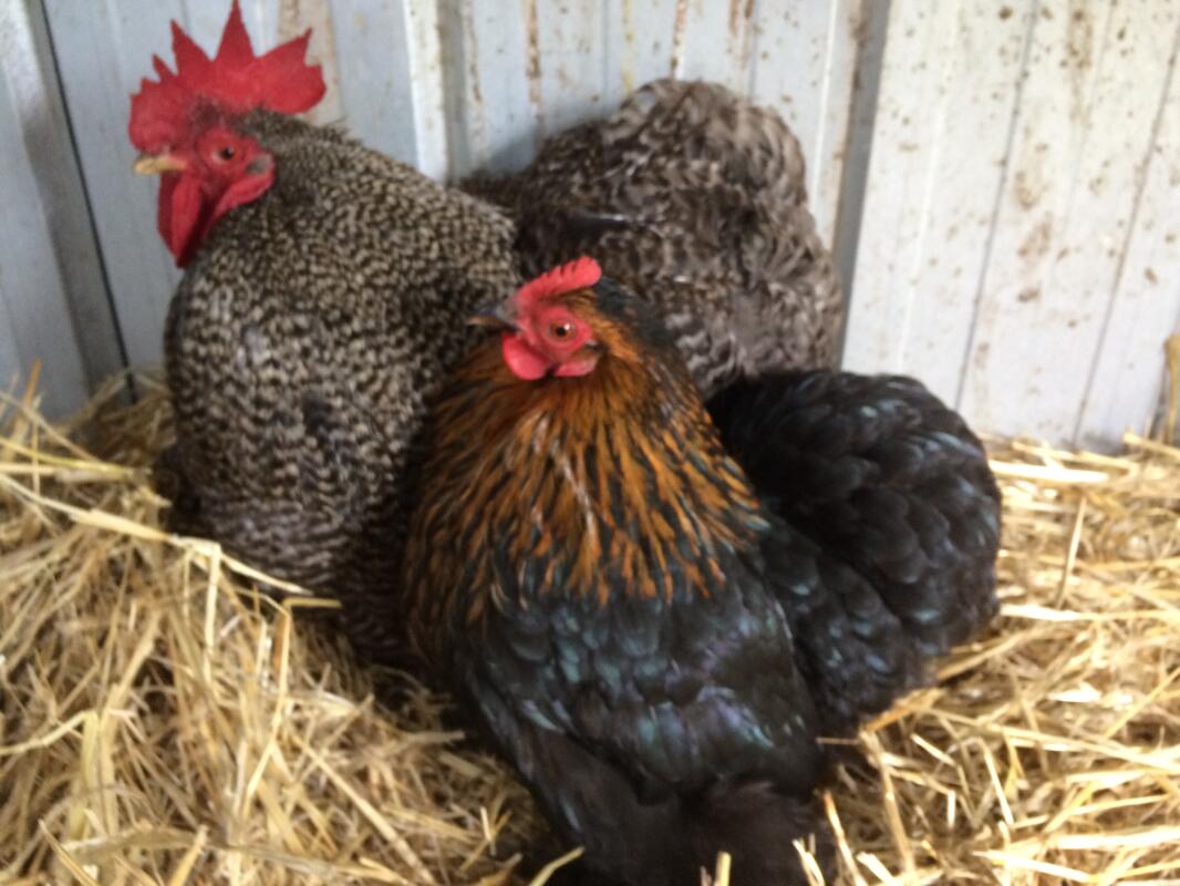 Pekin Bantam For Sale | Chickens | Breed Information | Omlet