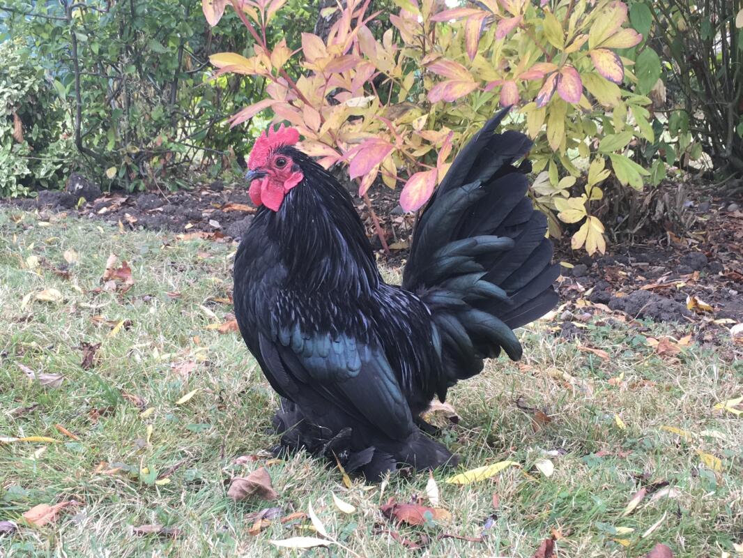 Pekin Bantam For Sale | Chickens | Breed Information | Omlet