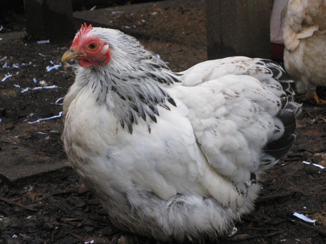 Pekin Bantam For Sale | Chickens | Breed Information | Omlet