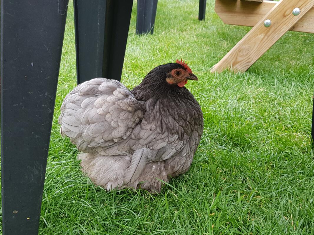 Pekin Bantam For Sale | Chickens | Breed Information | Omlet