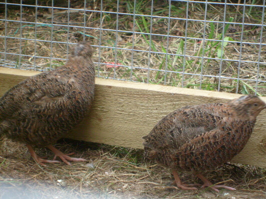 Quail Breeds | About Quail | Quails | Guide | Omlet UK