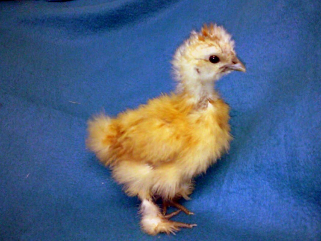 Silkie For Sale | Chickens | Breed Information | Omlet