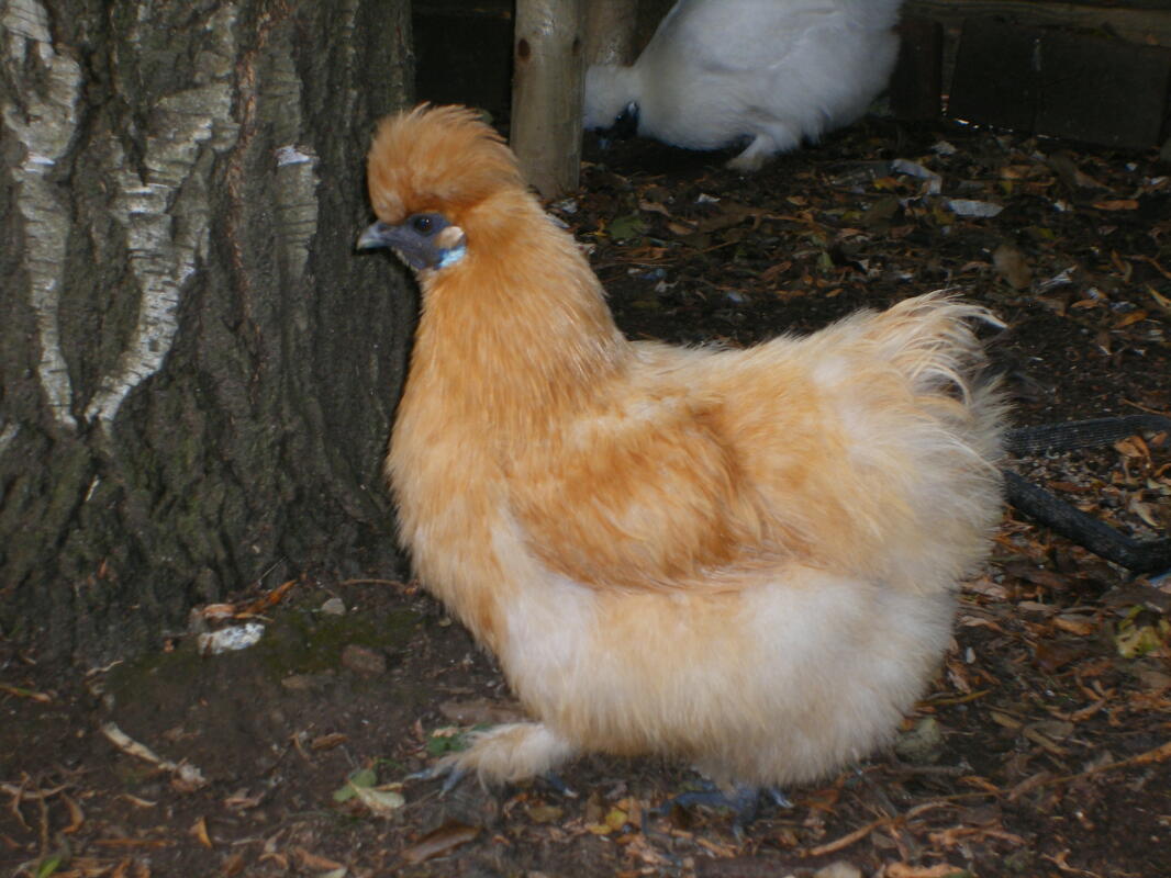 Silkie For Sale | Chickens | Breed Information | Omlet