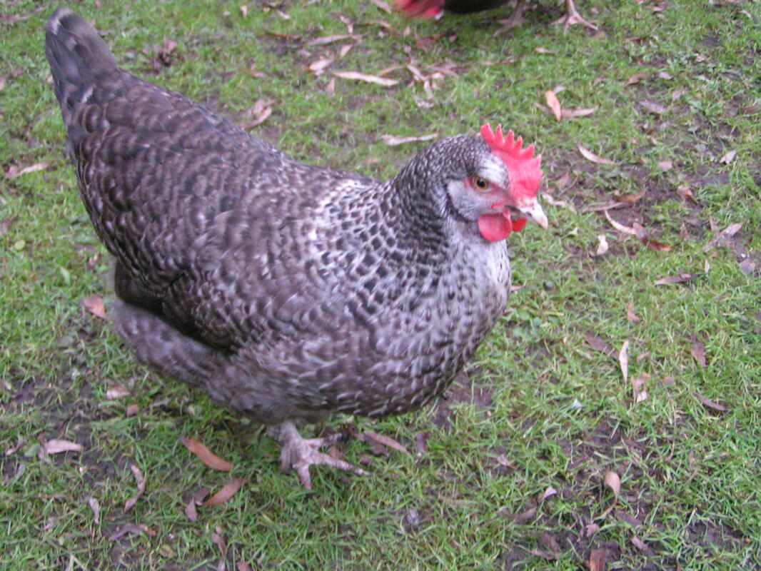 Sussex For Sale | Chickens | Breed Information | Omlet