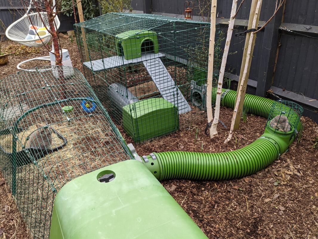 Zippi Rabbit Platforms for Zippi Runs | Omlet