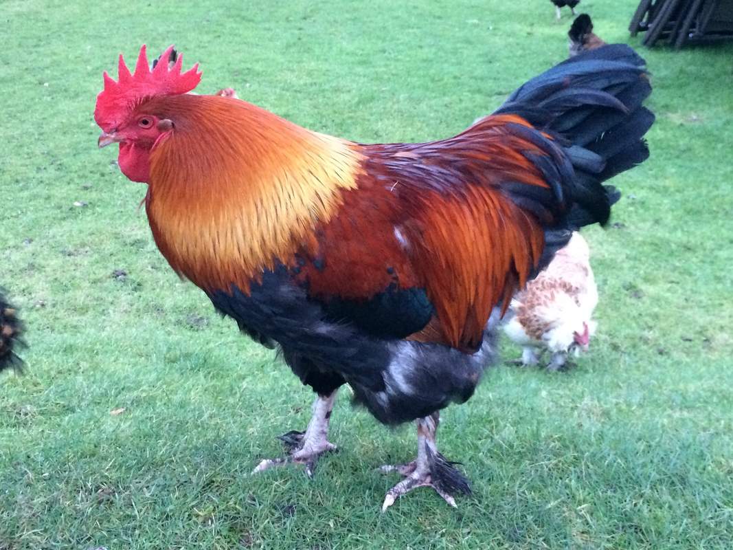 Welsummer For Sale | Chickens | Breed Information | Omlet
