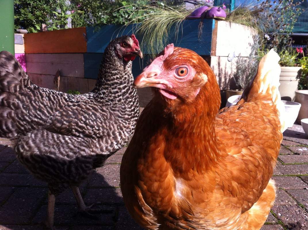 Chickens | Guide | Omlet UK