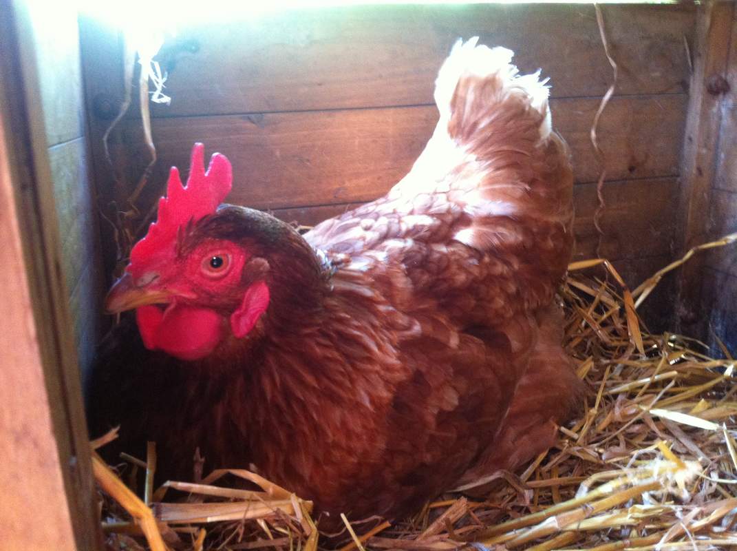 Chickens | Guide | Omlet UK