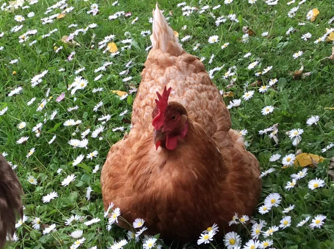 Hybrid For Sale | Chickens | Breed Information | Omlet