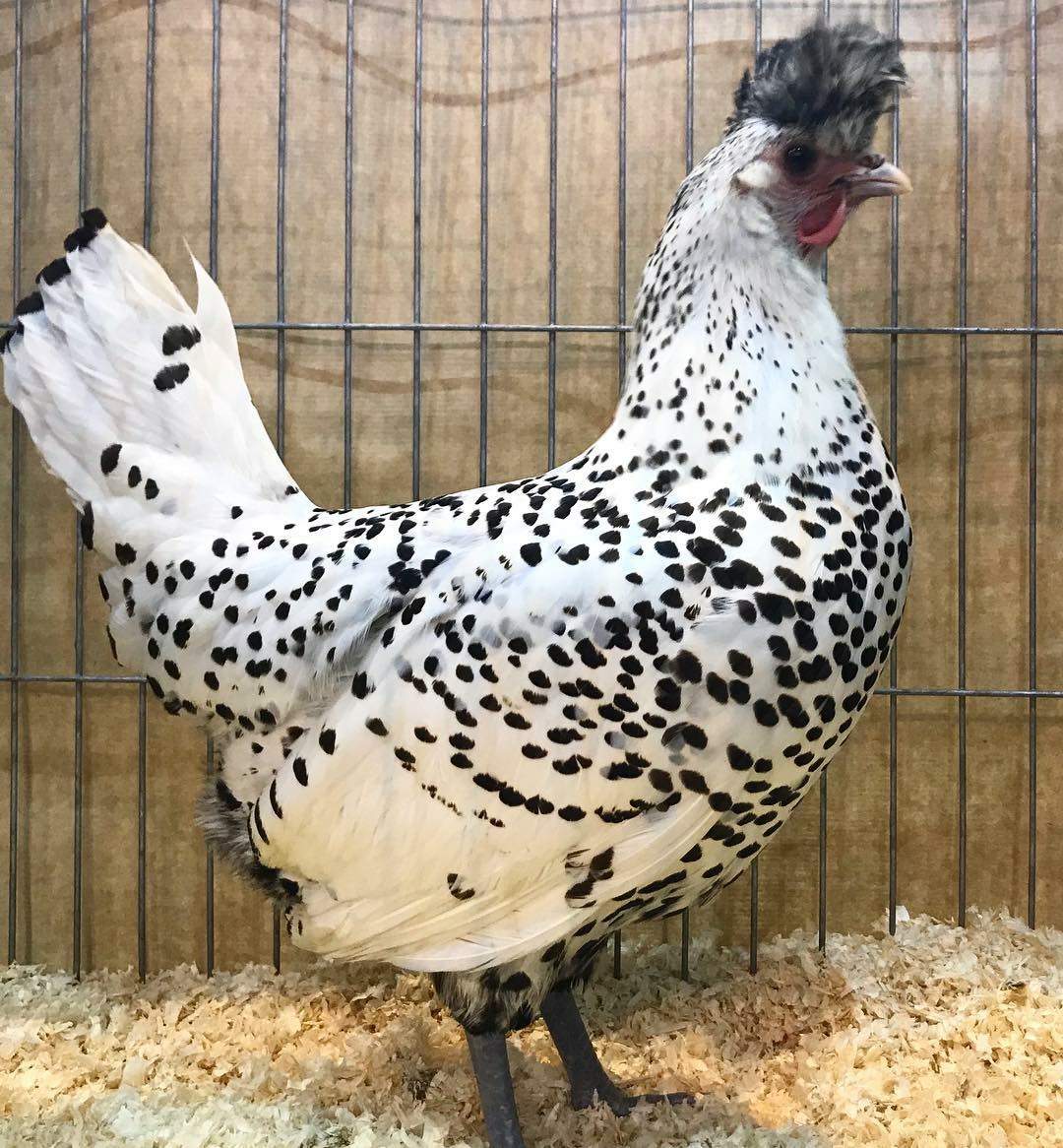 Appenzeller Spitzhauben For Sale | Chickens | Breed Information | Omlet