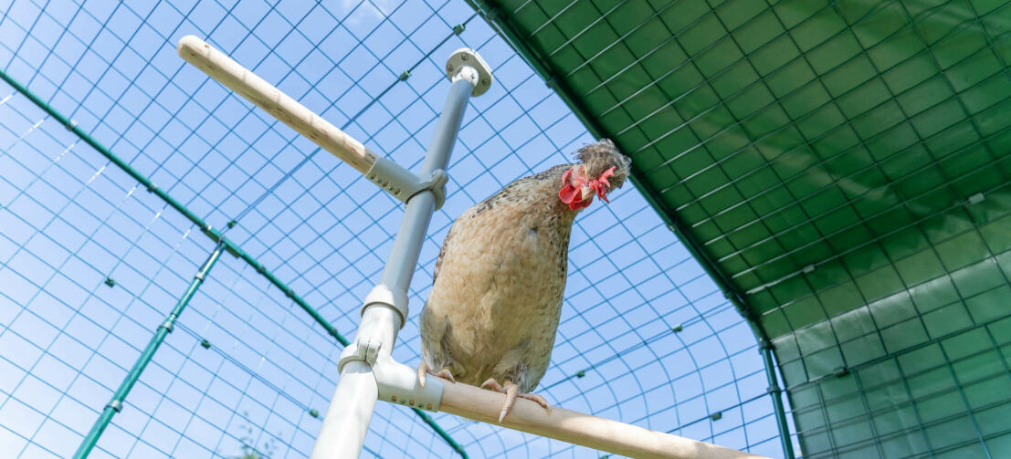 Walk in Chicken Runs | Large Chicken Pen | Omlet