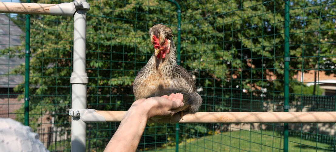 PoleTree Customisable Chicken Perch | Omlet