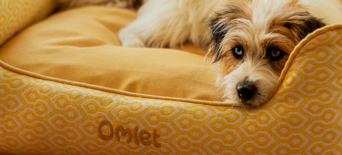 Nest Dog Bed | Omlet