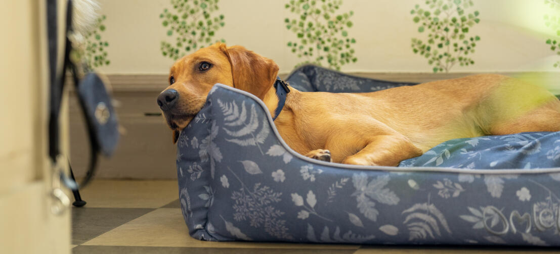 Nest Dog Bed | Omlet
