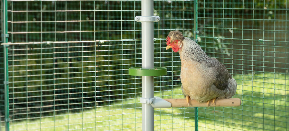 PoleTree Customisable Chicken Perch | Fun for the Whole Flock! | Omlet