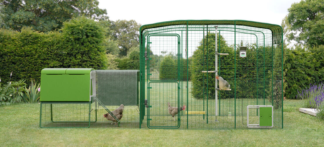 Large Walk in Chicken Runs | Omlet