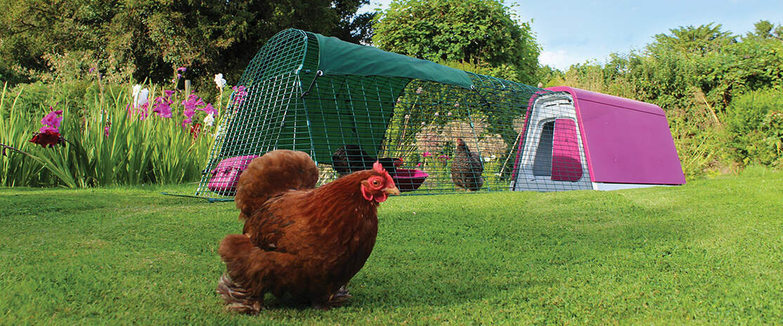 Eglu Go Chicken Coop | Plastic Chicken House for 2-4 Birds | Omlet