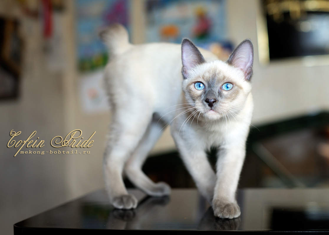 Mekong Bobtail | Cats | Breed Information | Omlet