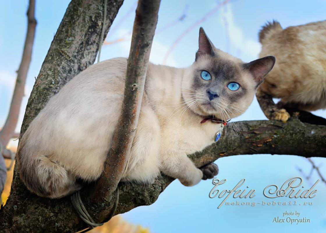 Mekong Bobtail | Cats | Breed Information | Omlet