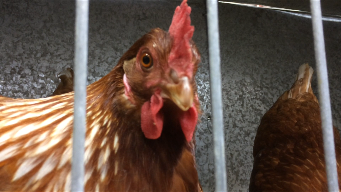 Chickens | Guide | Omlet UK