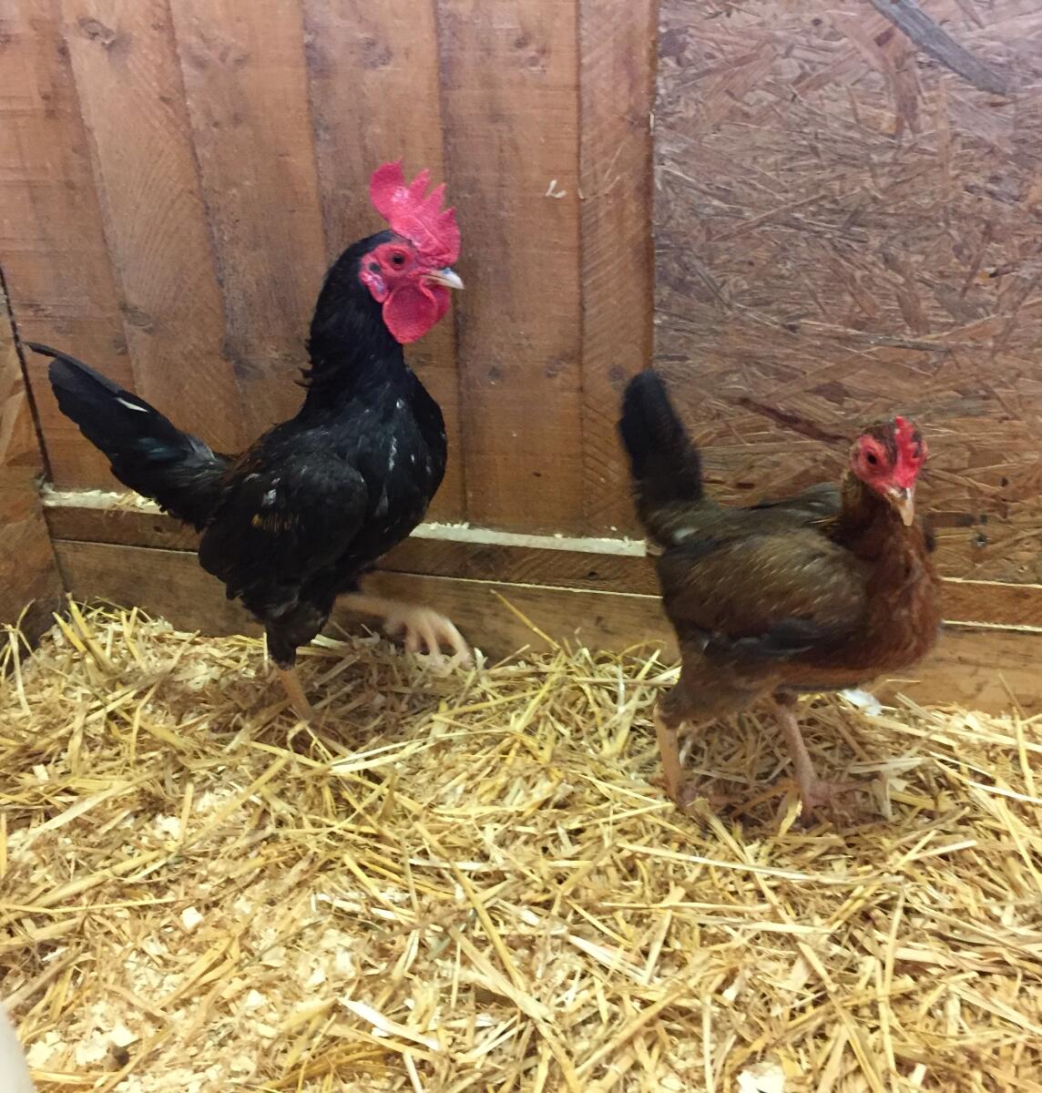 Old English Game Chickens | Old English Game For Sale | Chicken Breeds