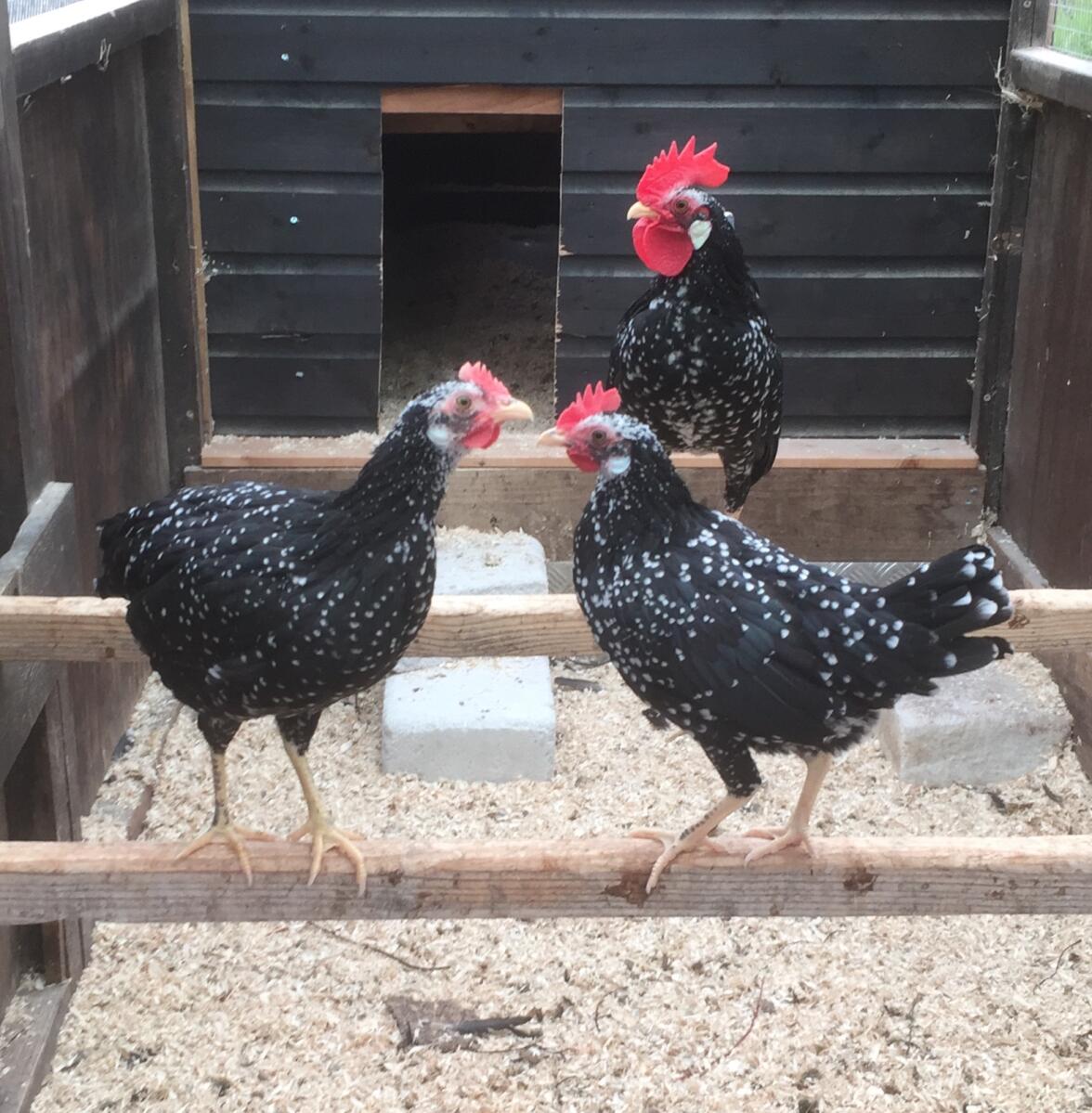 Ancona Chickens | Ancona For Sale