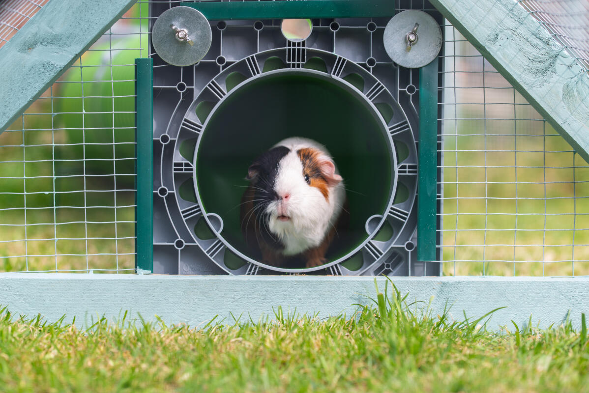 Zippi Guinea Pig Tunnel System | Omlet