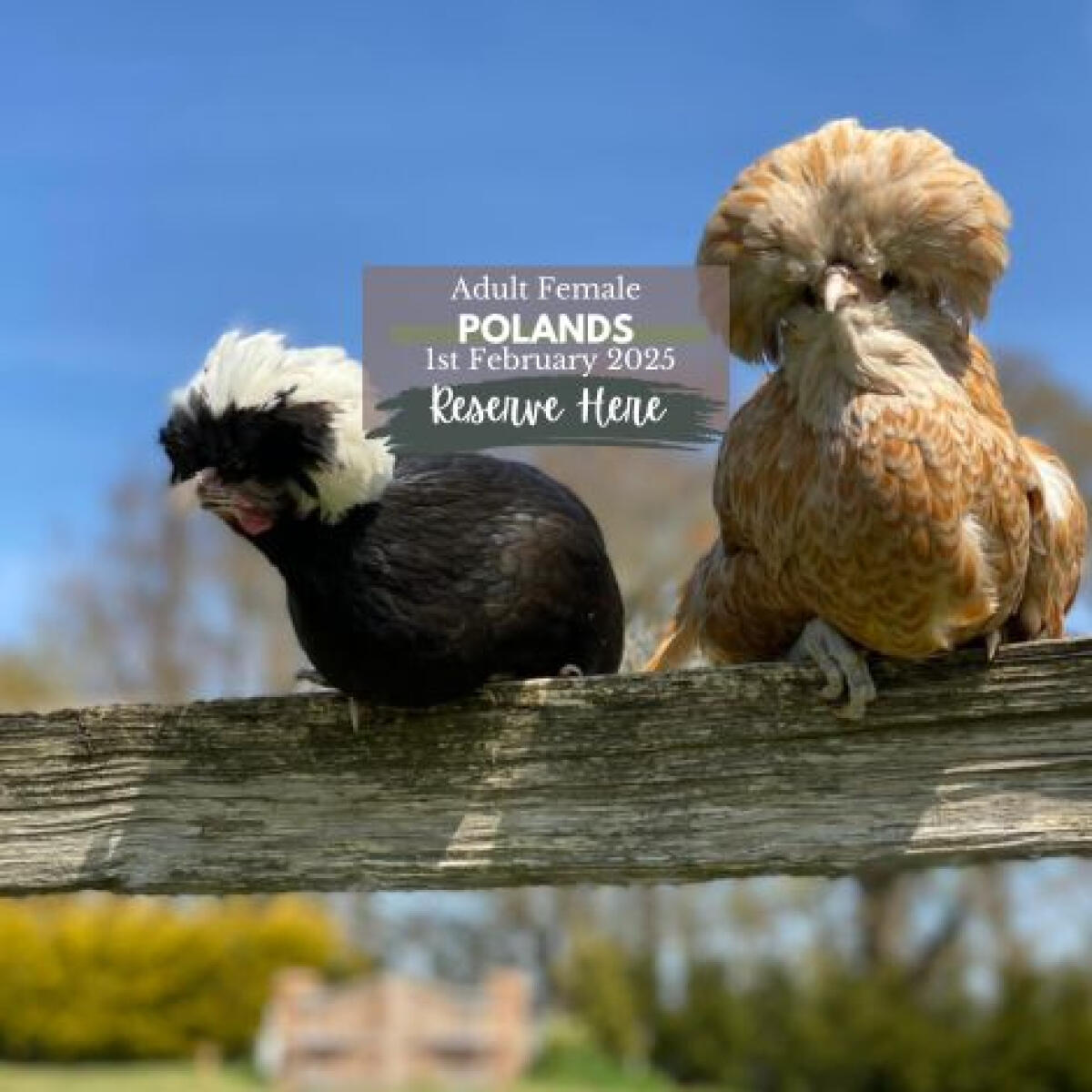 Polish Chickens | Polish For Sale | Chicken Breeds