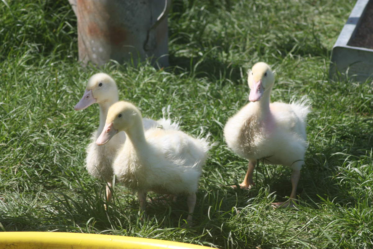 Aylesbury | Ducks | Breed Information | Omlet