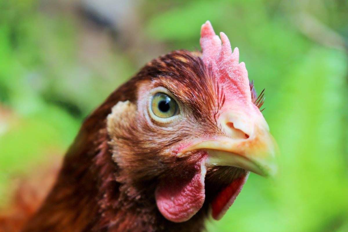 Chickens | Guide | Omlet UK