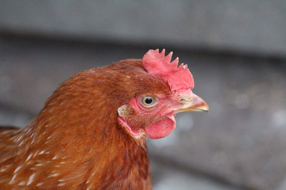Gingernut Ranger For Sale | Chickens | Breed Information | Omlet