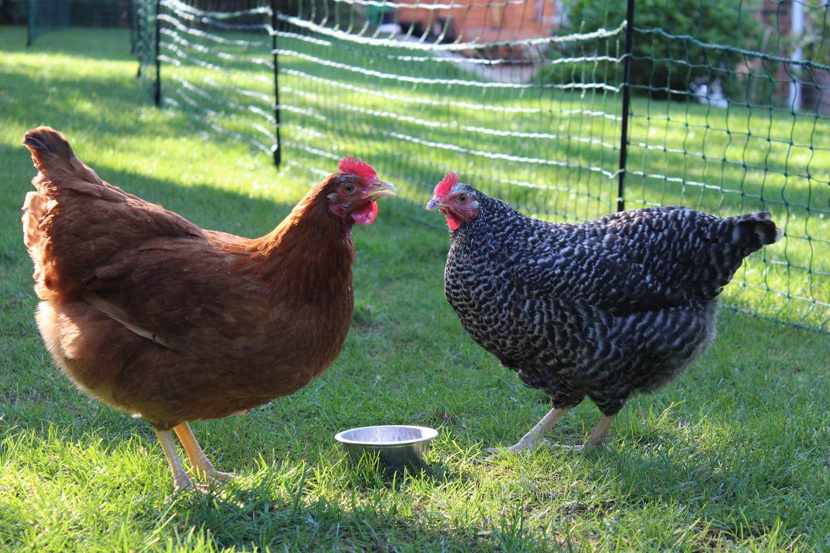 Gingernut Ranger For Sale | Chickens | Breed Information | Omlet