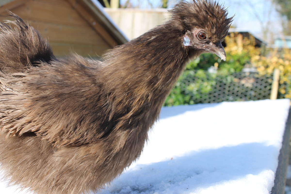 Hybrid For Sale | Chickens | Breed Information | Omlet