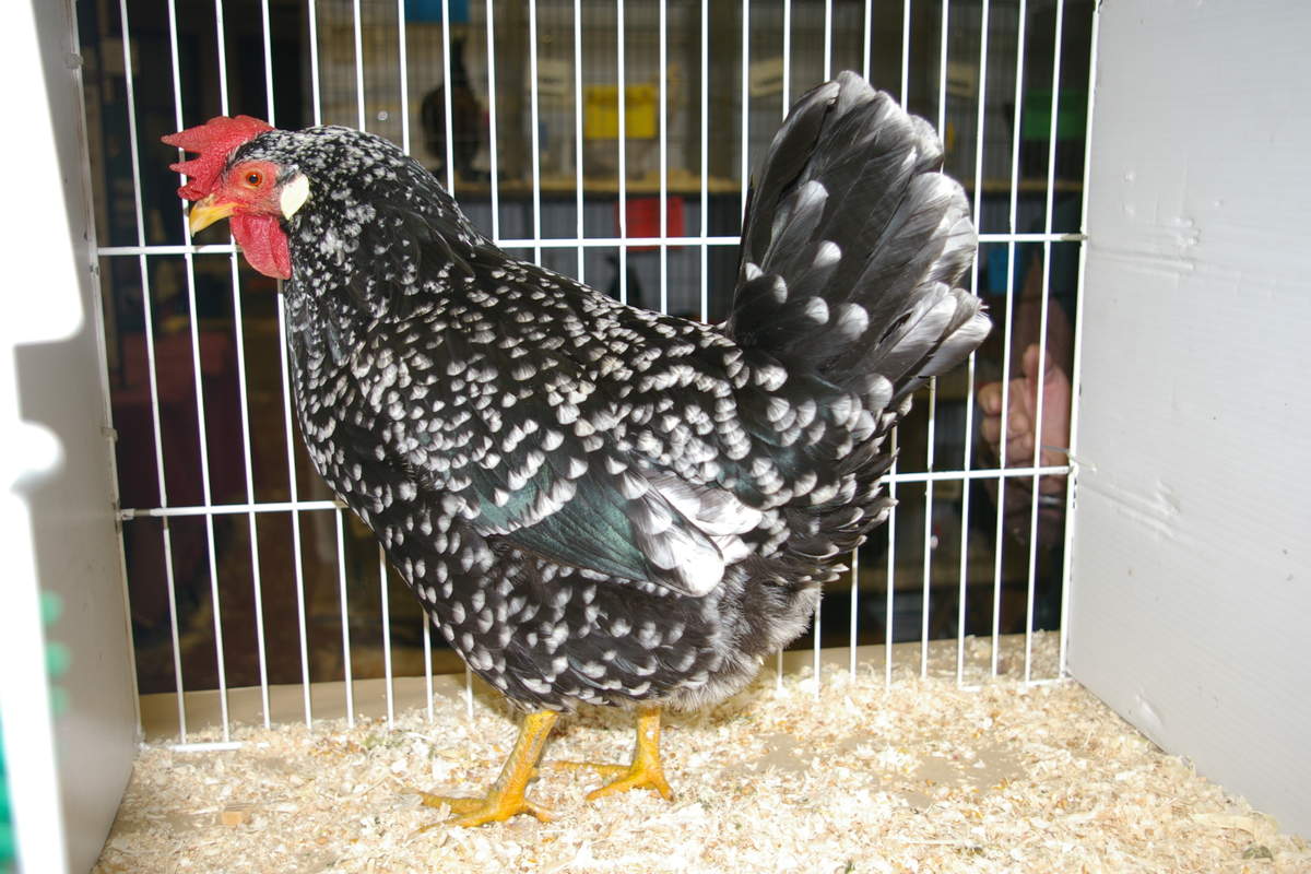 Ancona For Sale | Chickens | Breed Information | Omlet