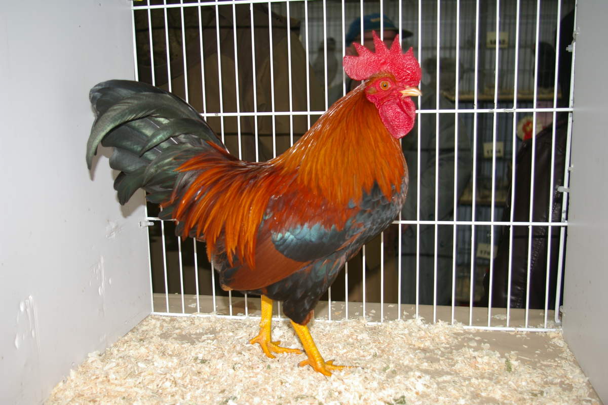 Welsummer For Sale | Chickens | Breed Information | Omlet