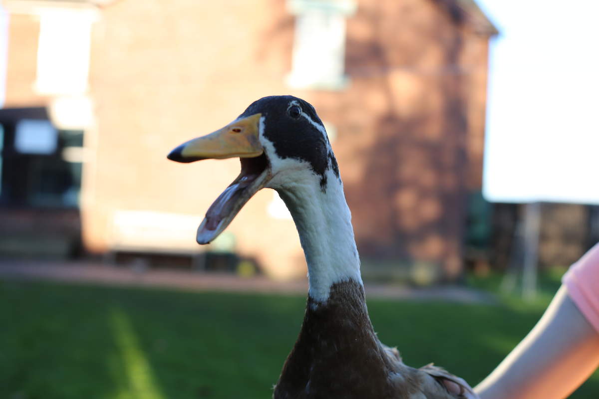 Indian Runners | Ducks | Breed Information | Omlet