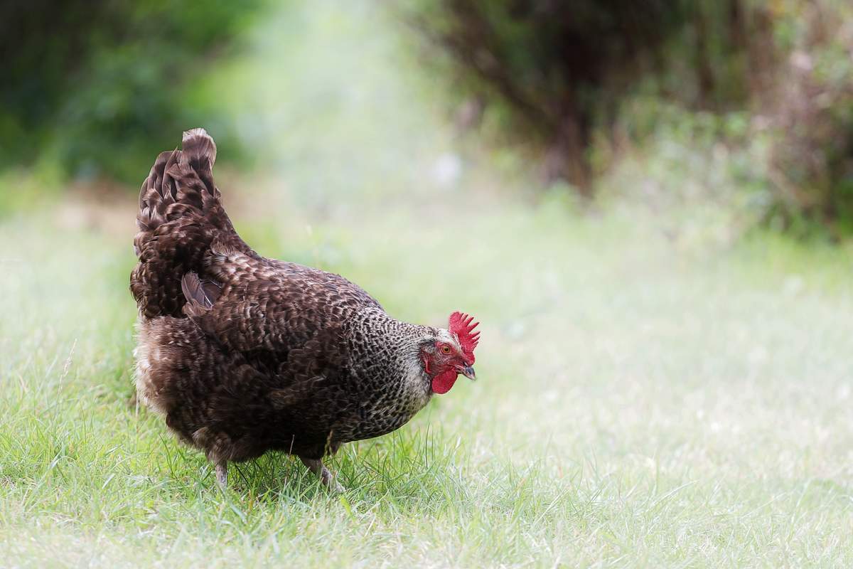 Marans For Sale | Chickens | Breed Information | Omlet