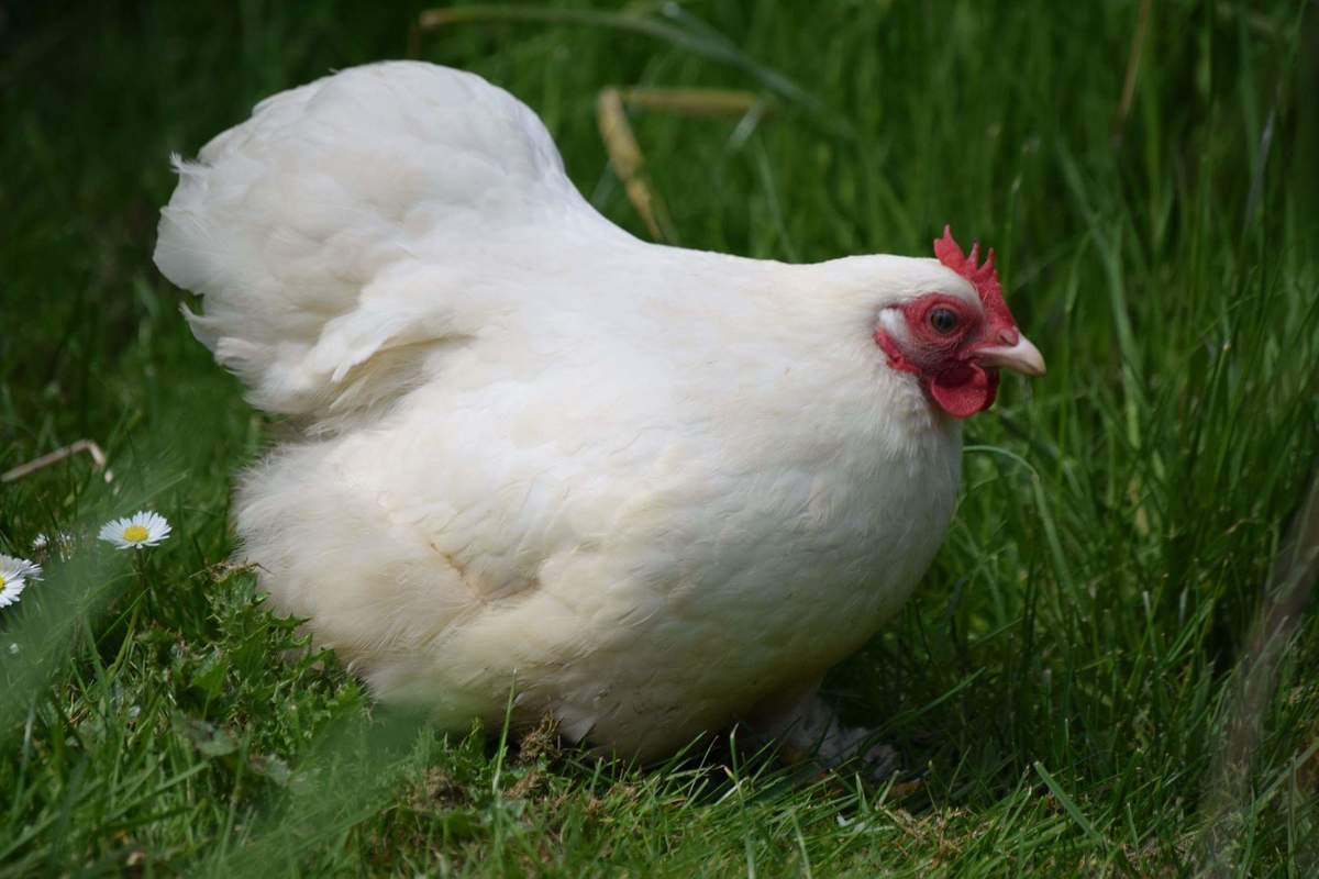 Pekin Bantam For Sale | Chickens | Breed Information | Omlet