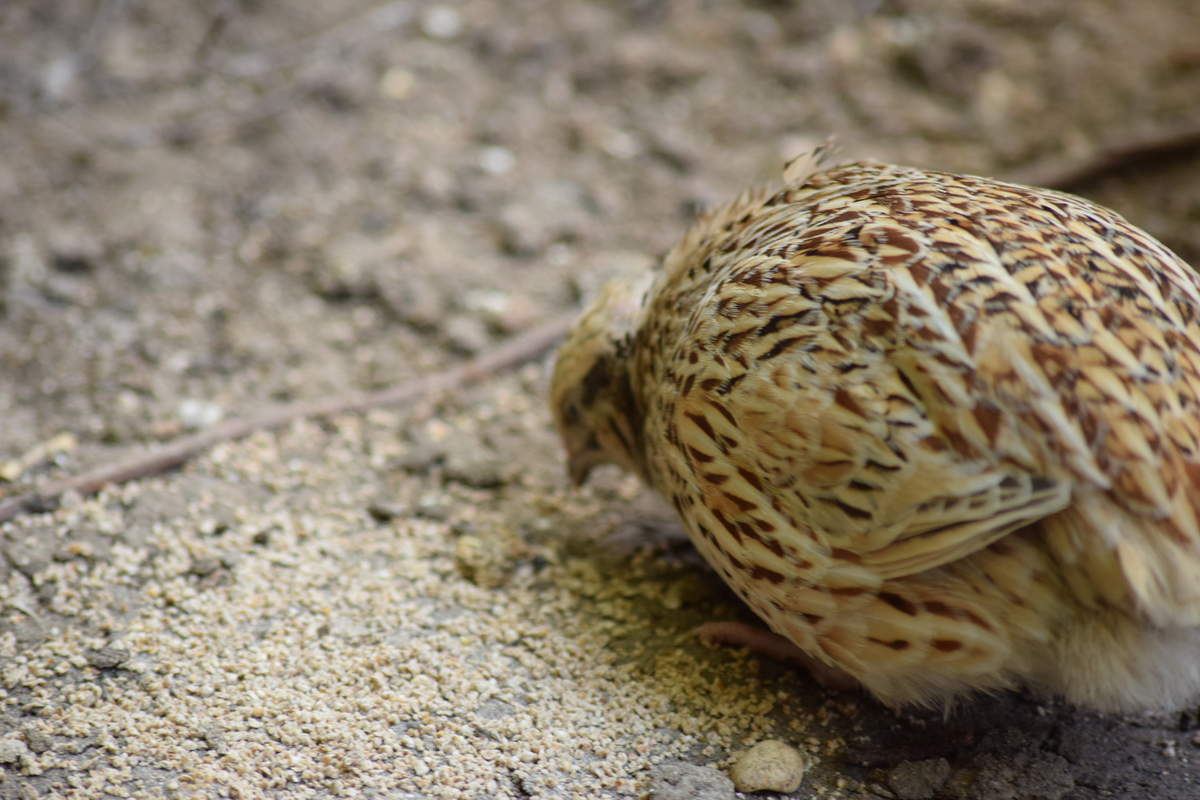 Quails | Guide | Omlet UK